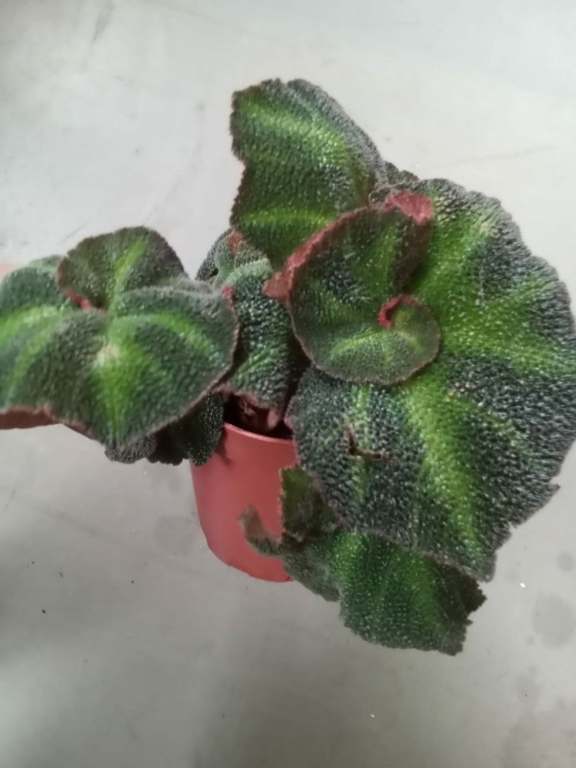 Begonia Boomer Green Line Variegated, Furniture & Home Living ...
