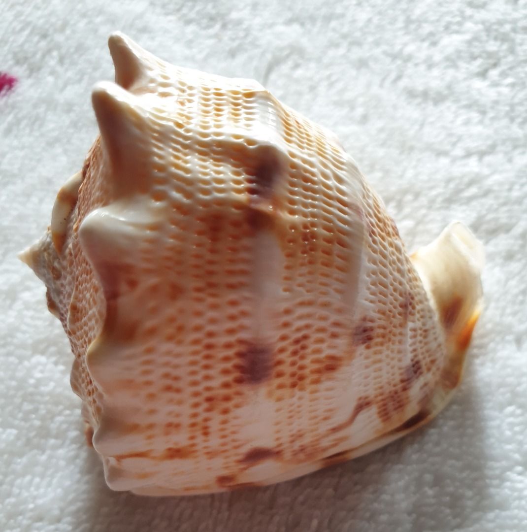 Cassis Cornuta shells. 2 Pieces., Hobbies & Toys, Memorabilia ...