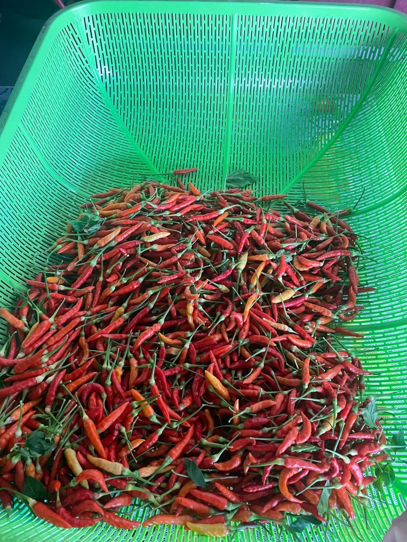 CILI KAMPUNG SEGAR, Food & Drinks, Fresh Produce on Carousell