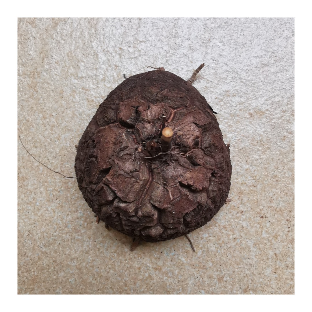 Dioscorea elephantipes (6 x 5.5 cm), Furniture & Home Living, Gardening ...