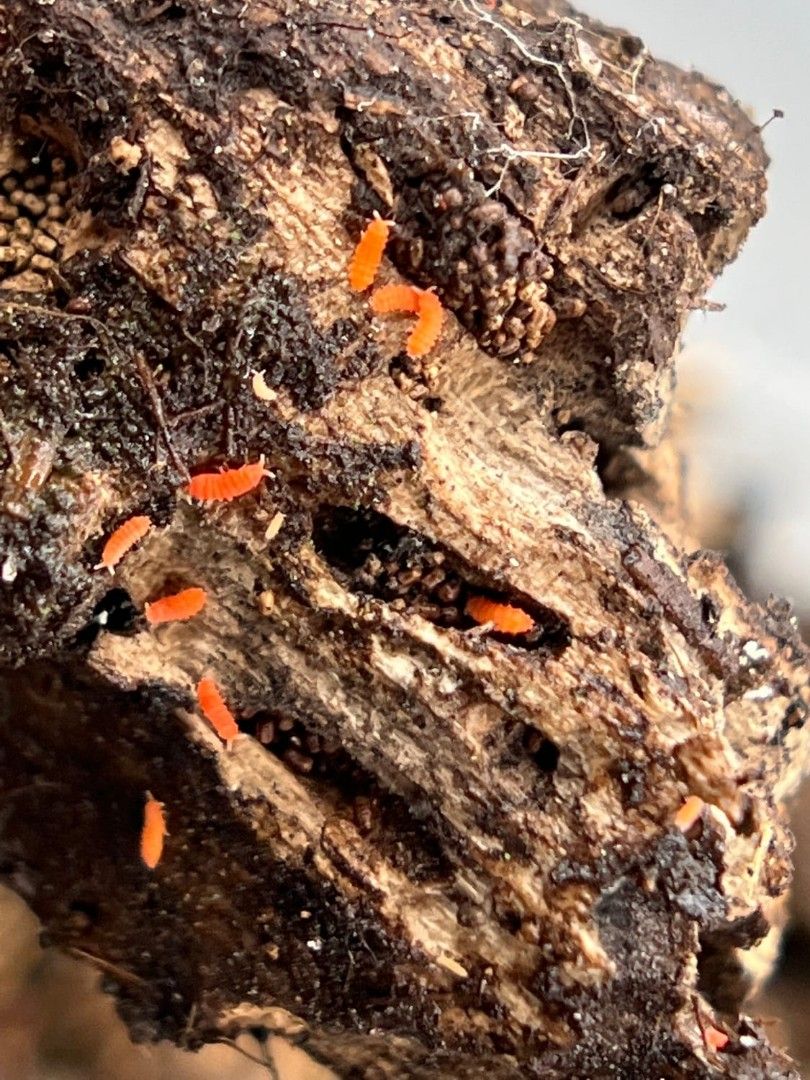 Frozen orange springtail, Pet Supplies, Pet Food on Carousell