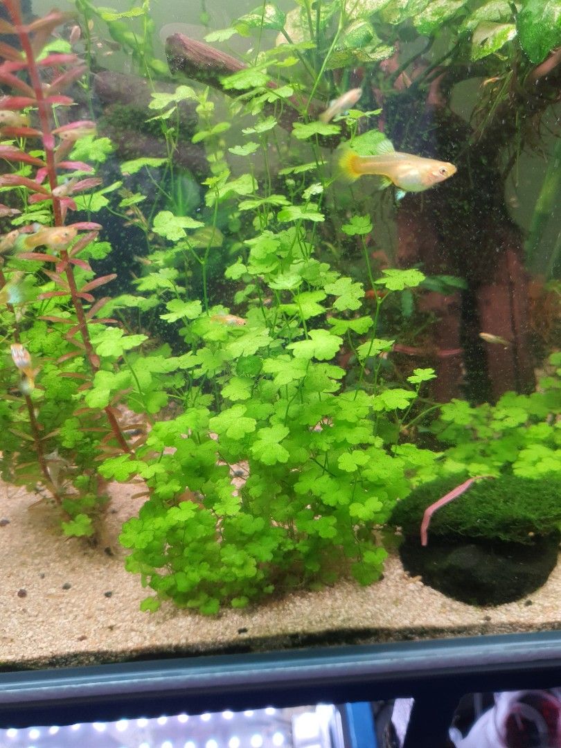 Hydrocotyle Tripartita, Furniture & Home Living, Gardening, Plants ...