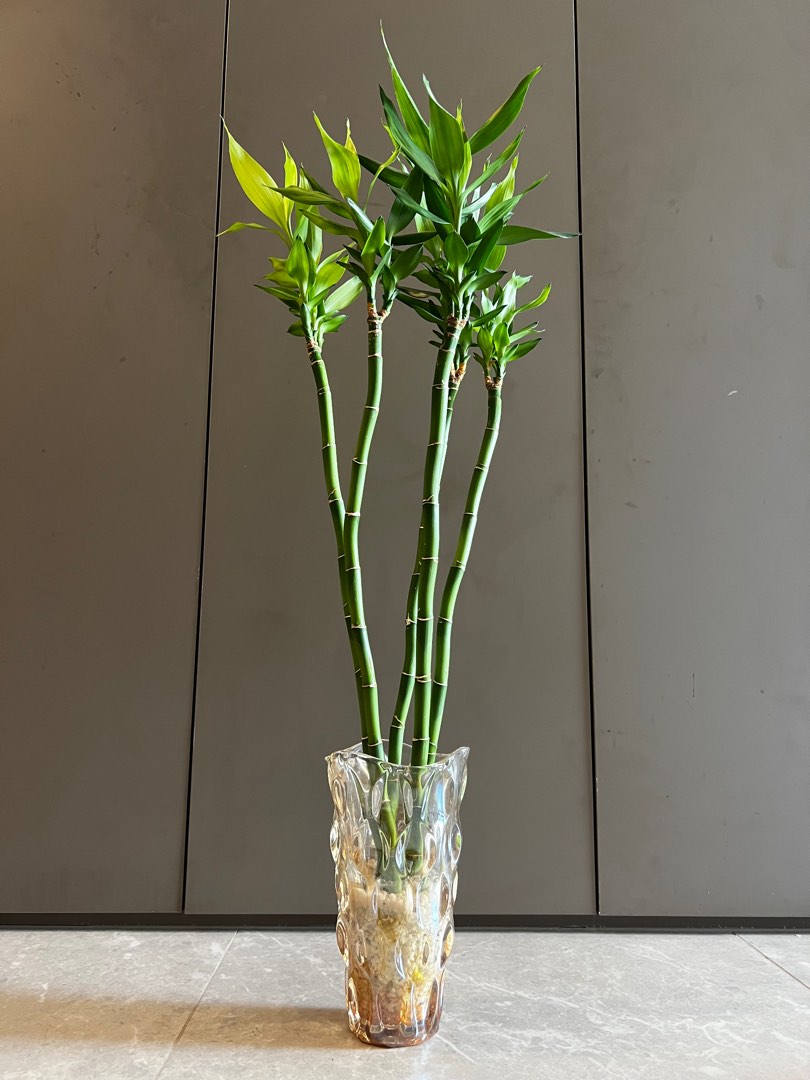 Lucky Bamboo + Glass Pot + Crystal Pebbles, Furniture & Home Living ...
