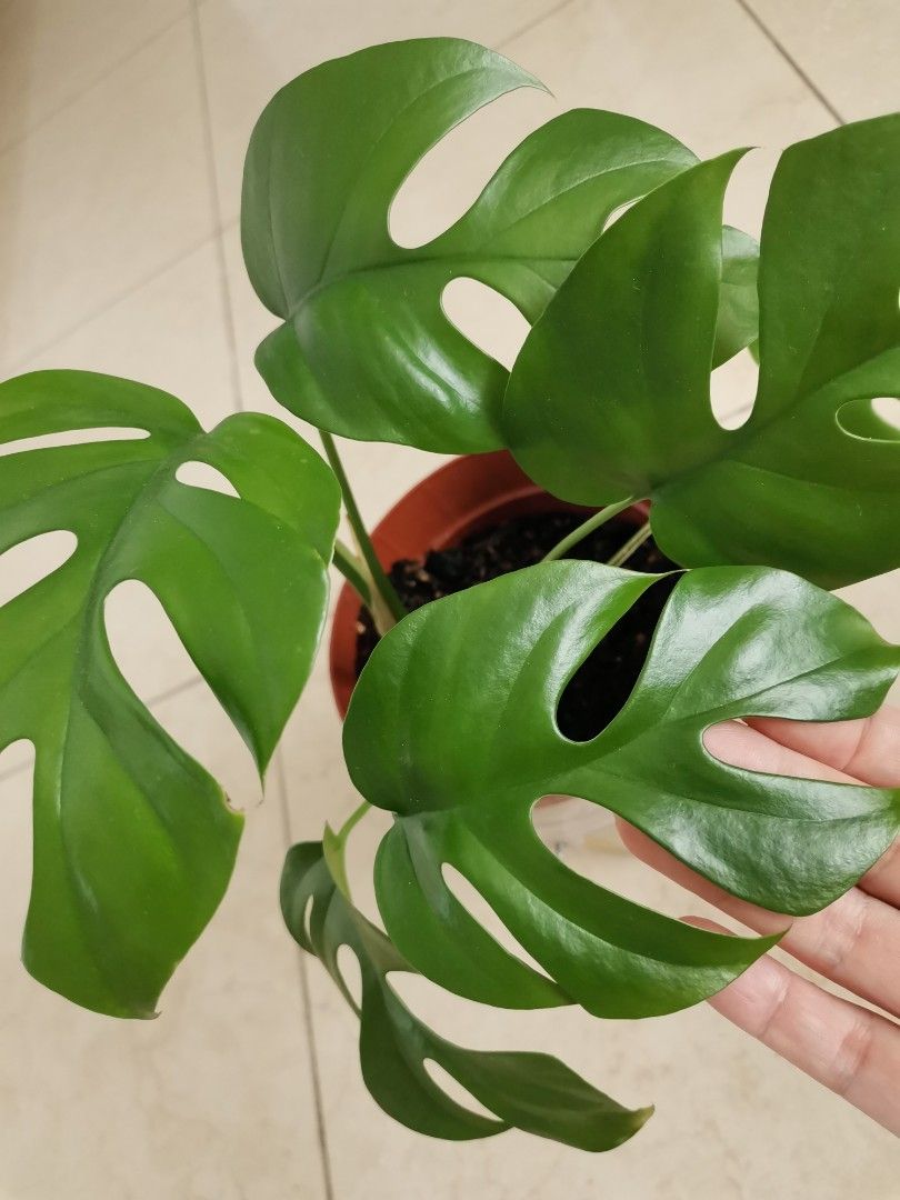 Mini Monstera / Rhaphidora Tetrasperma, Furniture & Home Living ...