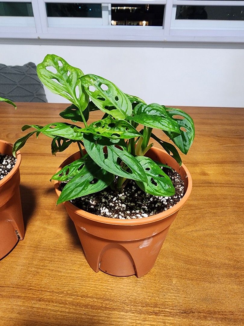 Healthy Monstera Obliqua Expilata (Window Leave), Furniture & Home ...