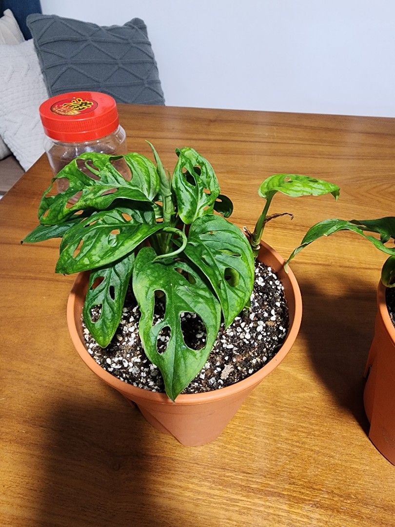 Healthy Monstera Obliqua Expilata (Window Leave), Furniture & Home ...