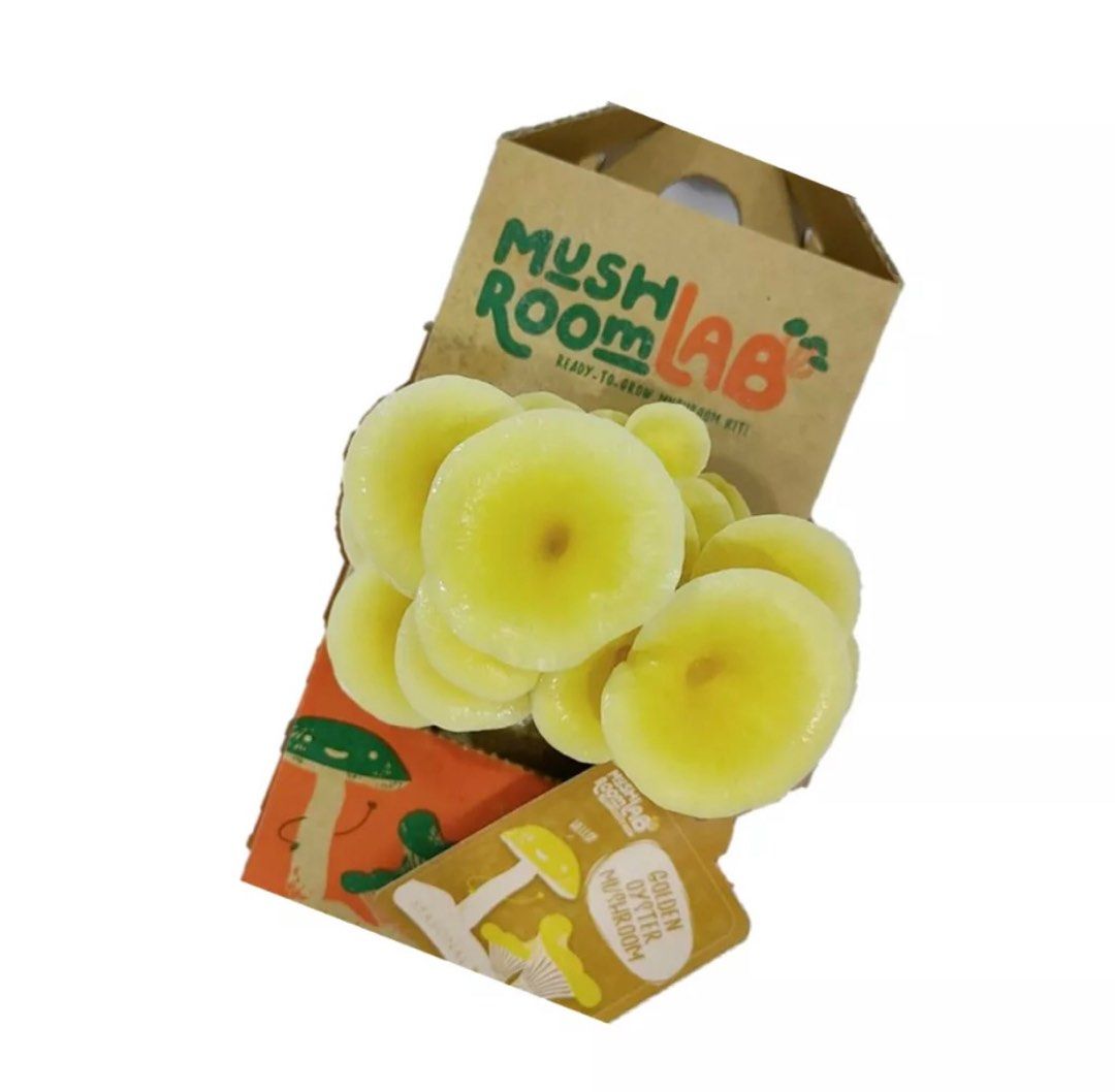 New Mushroom Lab Mushroom Grow Kit, Furniture & Home Living, Gardening ...