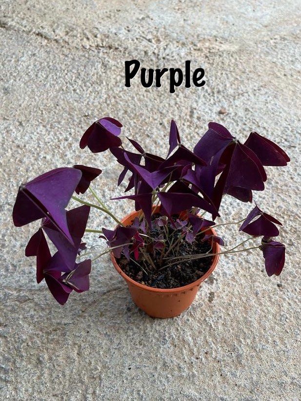 Oxalis Triangularis (Butterfly plant), Furniture & Home Living ...