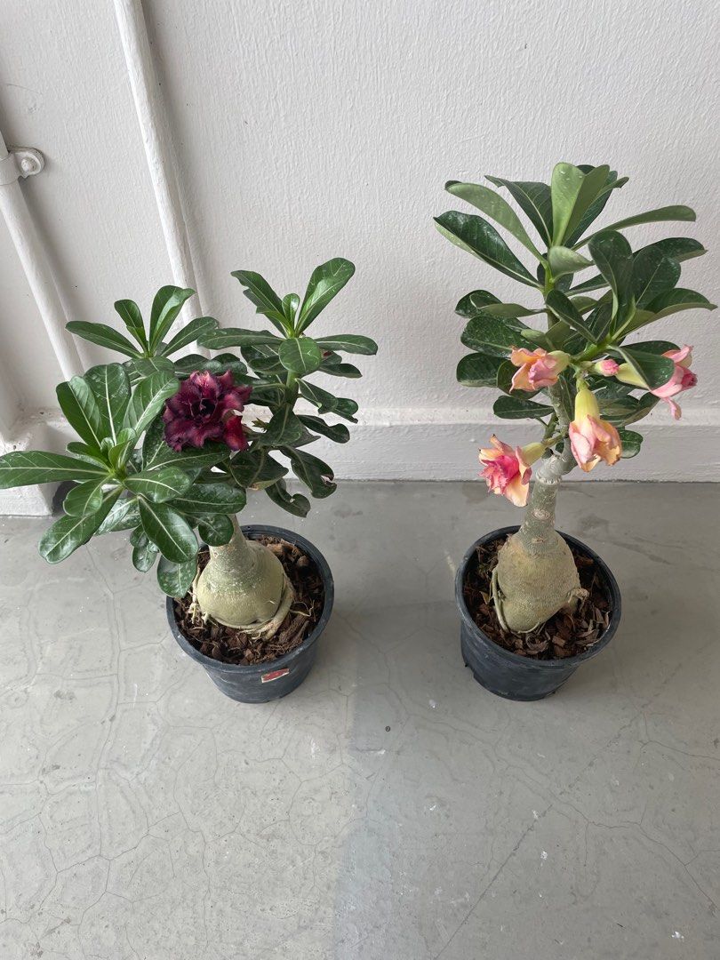 Adenium plant! Fu gui hua! Free delivery to you, Furniture & Home ...