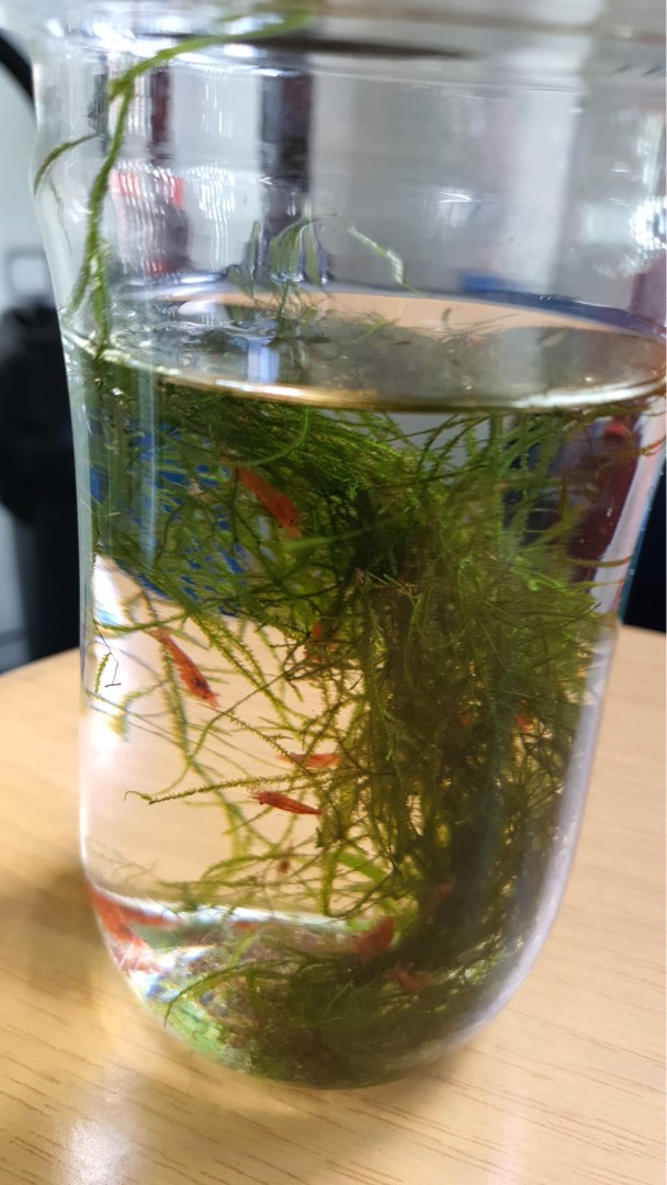 Aquatic Moss, Pet Supplies, Homes & Other Pet Accessories on Carousell