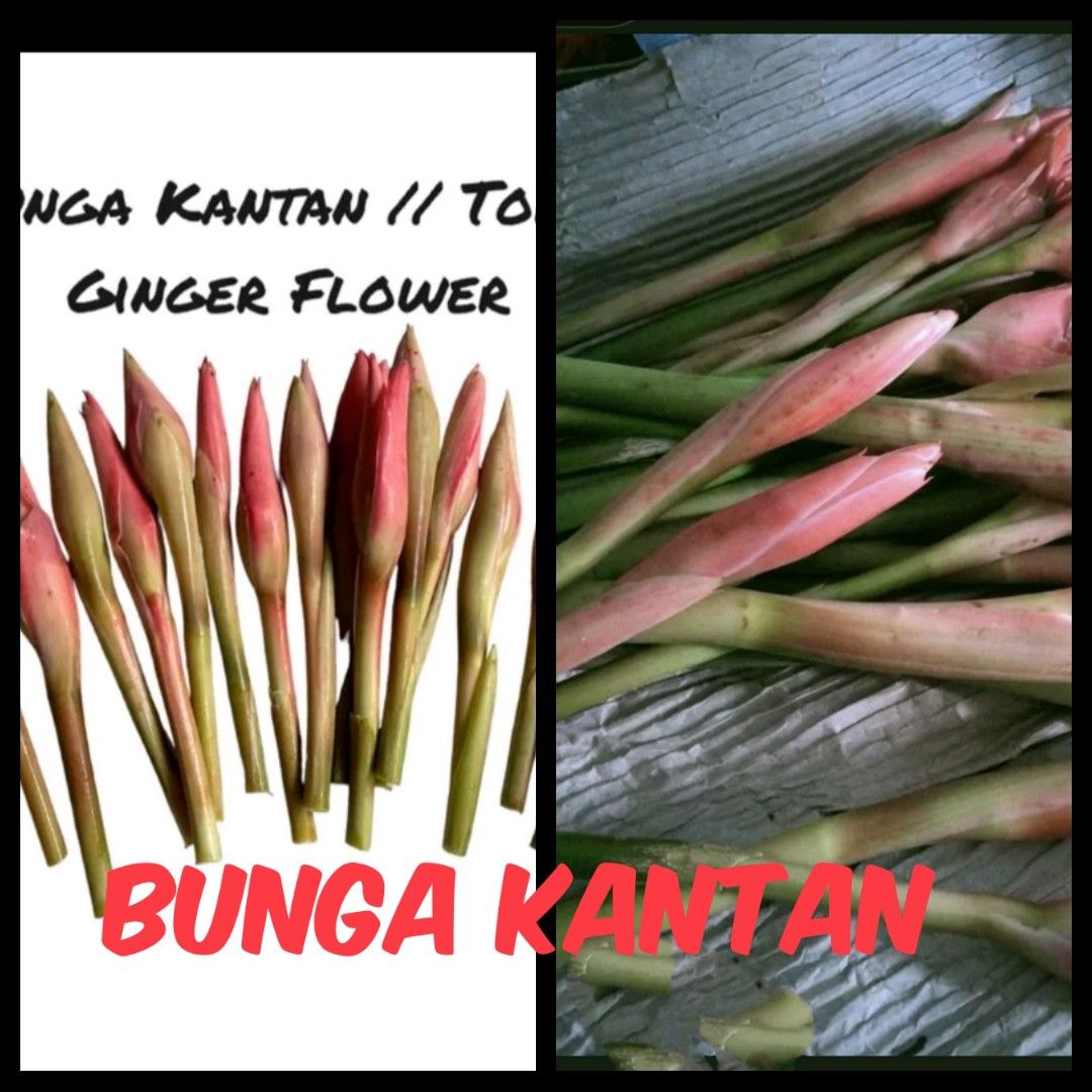 BUNGA KANTAN Kegunaan harian, Food & Drinks, Other Food & Drinks on ...