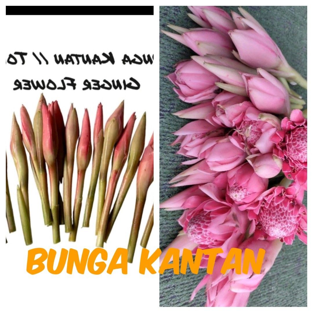 BUNGA KANTAN Kegunaan harian, Food & Drinks, Other Food & Drinks on ...