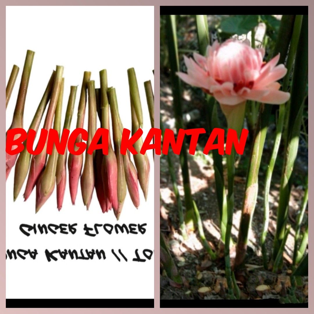 BUNGA KANTAN Kegunaan harian, Food & Drinks, Other Food & Drinks on ...