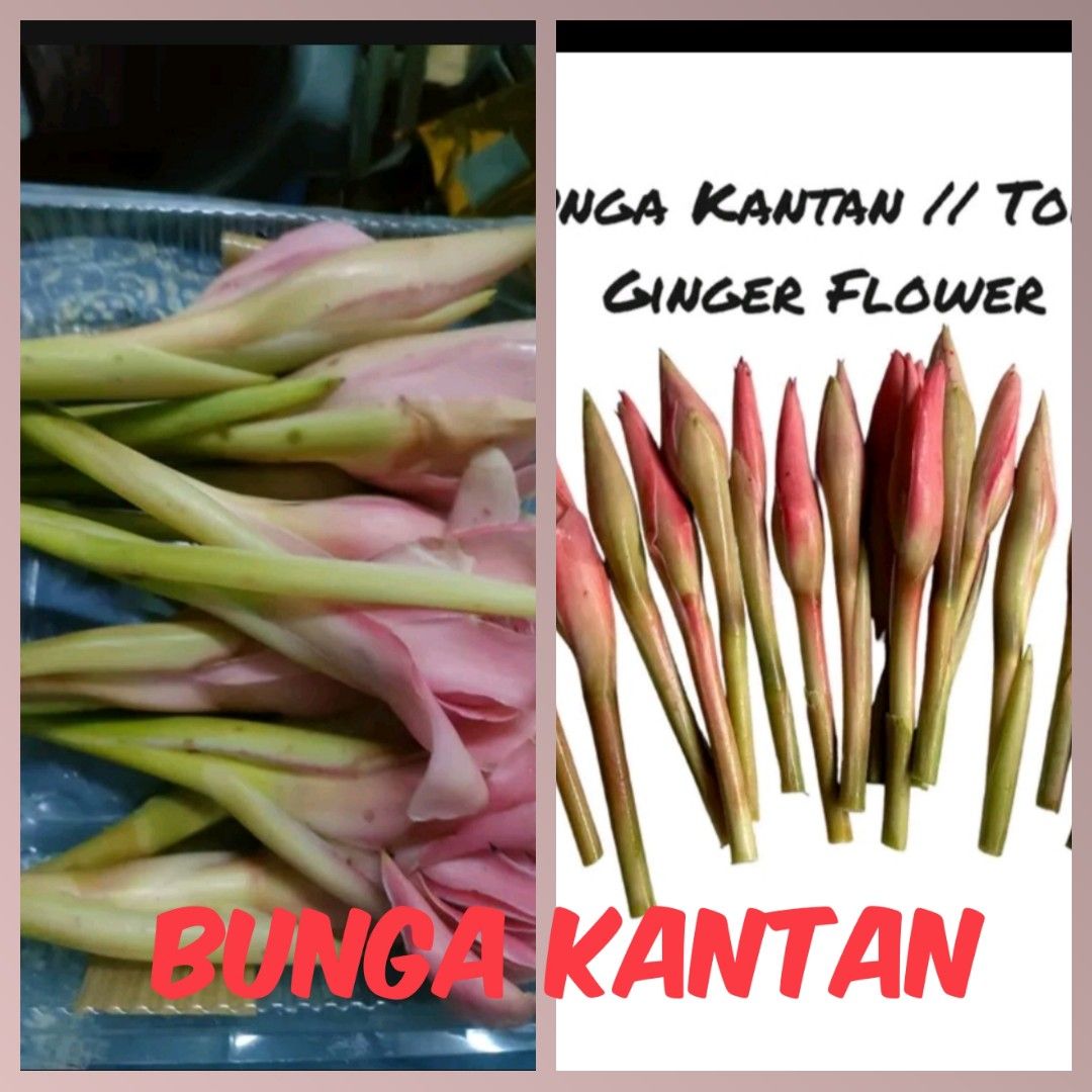 Bunga kantan untuk masakan harian, Furniture & Home Living, Gardening ...