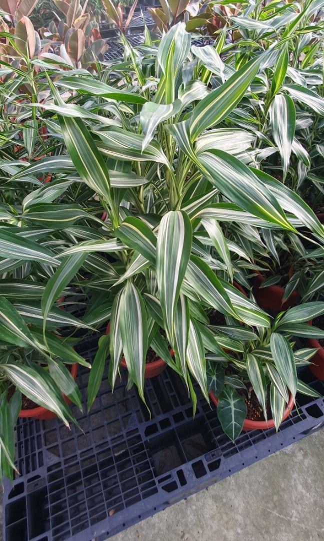 Dracaena Sanderiana variegated, Ribbon Dracaena (22cm pot), Furniture ...