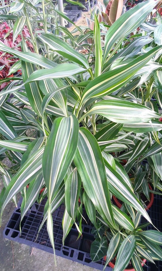 Dracaena Sanderiana variegated, Ribbon Dracaena (22cm pot), Furniture ...