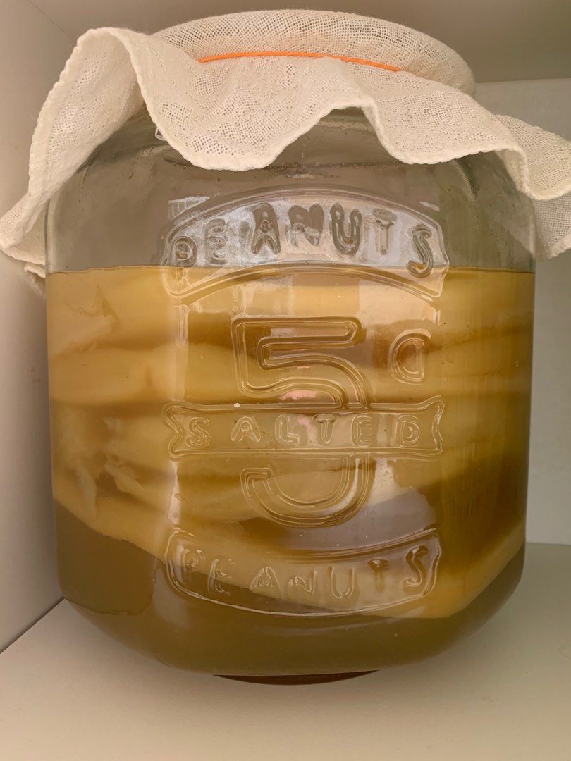 Kombucha Tea Scoby, Food & Drinks, Beverages on Carousell