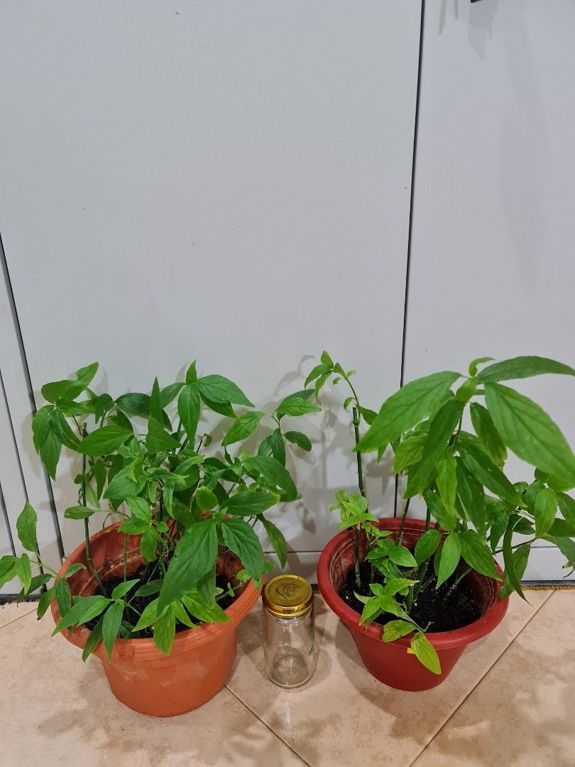 Sabah Snake Grass / Organic Edible Herbal Grass, Furniture & Home ...