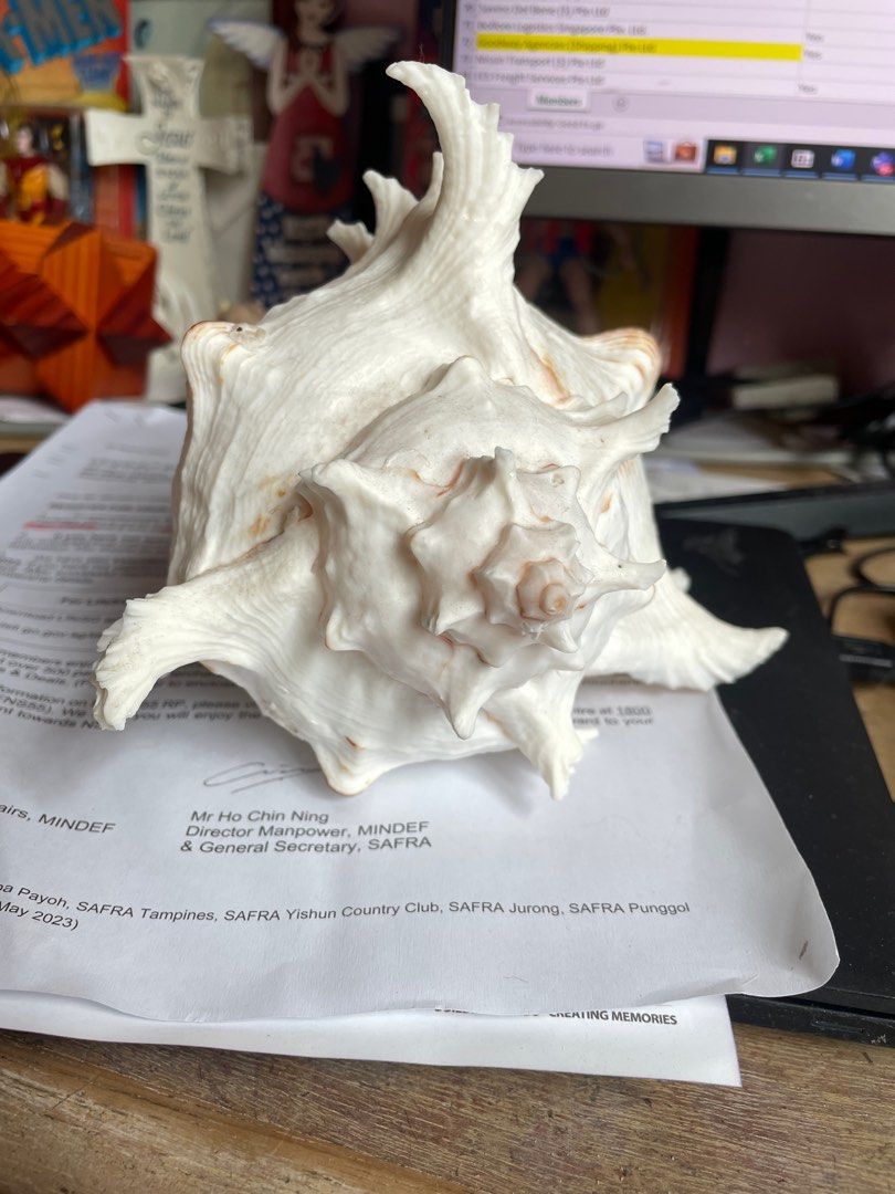 Seashell sea shell large exquisite snail aquatic, Hobbies & Toys ...