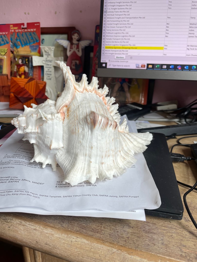 Seashell sea shell large exquisite snail aquatic, Hobbies & Toys ...