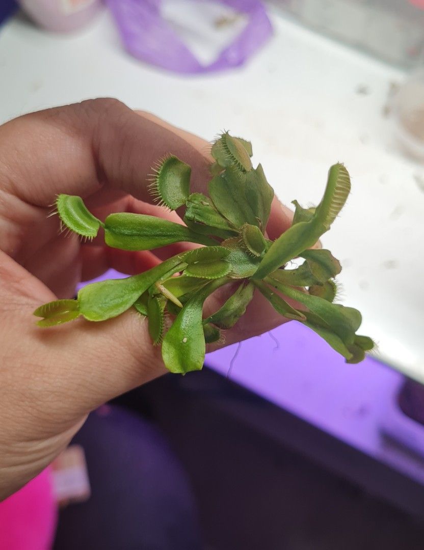Venus flytrap "Clumping", Furniture & Home Living, Gardening, Plants ...