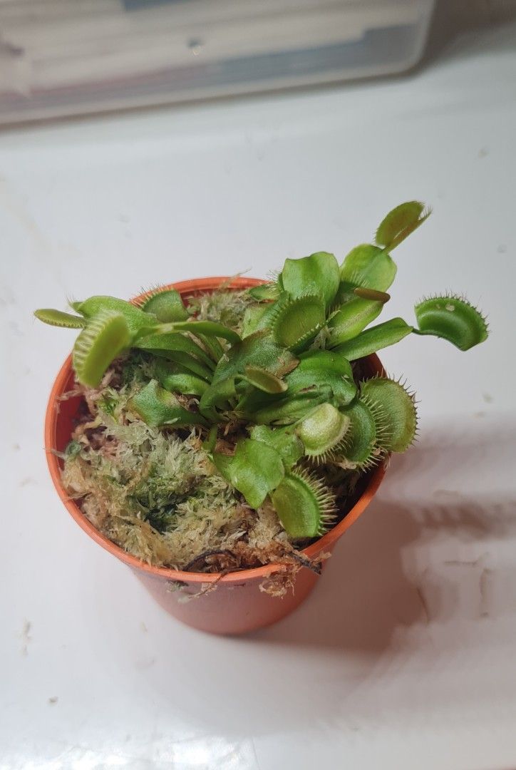 Venus flytrap "Clumping", Furniture & Home Living, Gardening, Plants ...