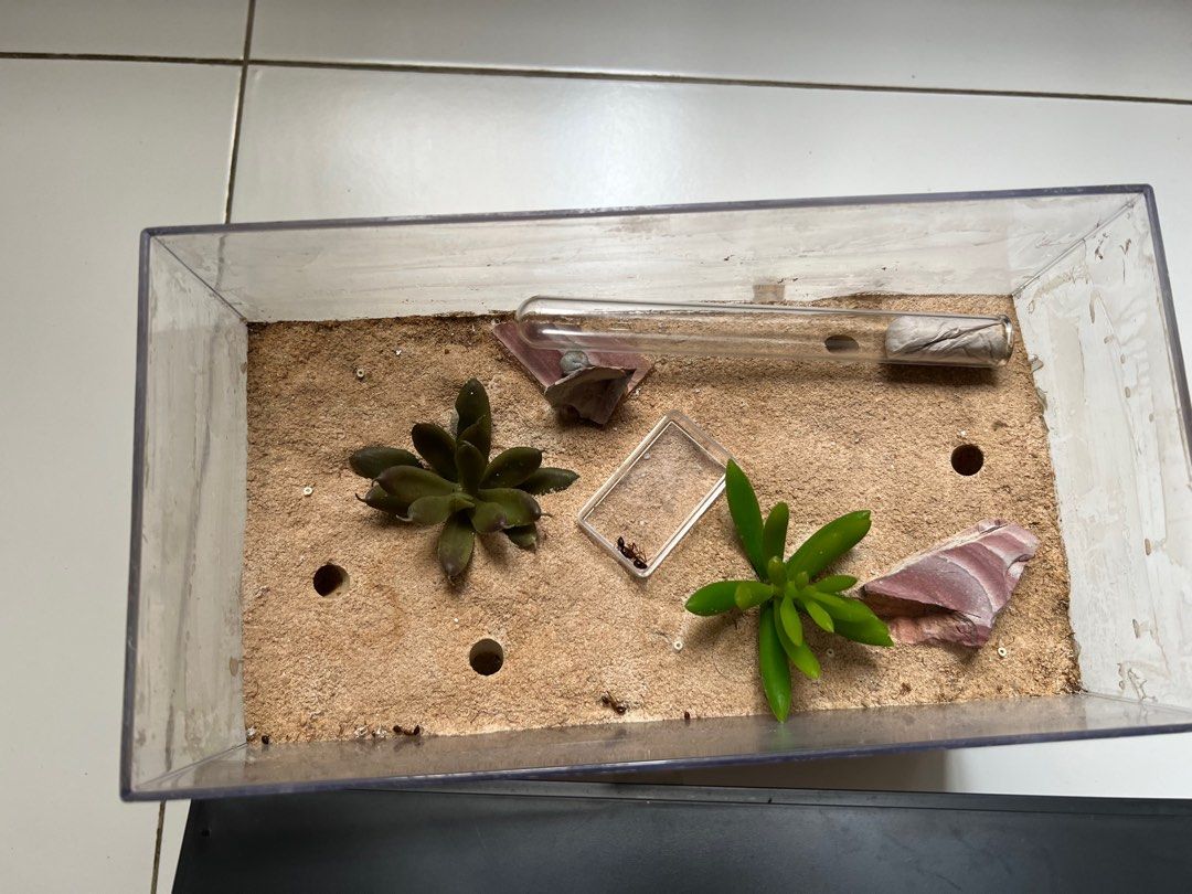 Ant farm enclosure ( artificial ), Pet Supplies, Homes & Other Pet ...