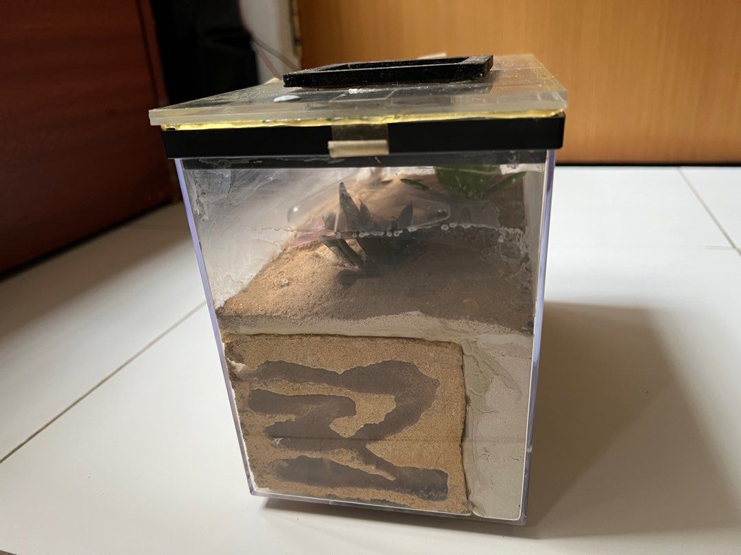 Ant farm enclosure ( artificial ), Pet Supplies, Homes & Other Pet ...