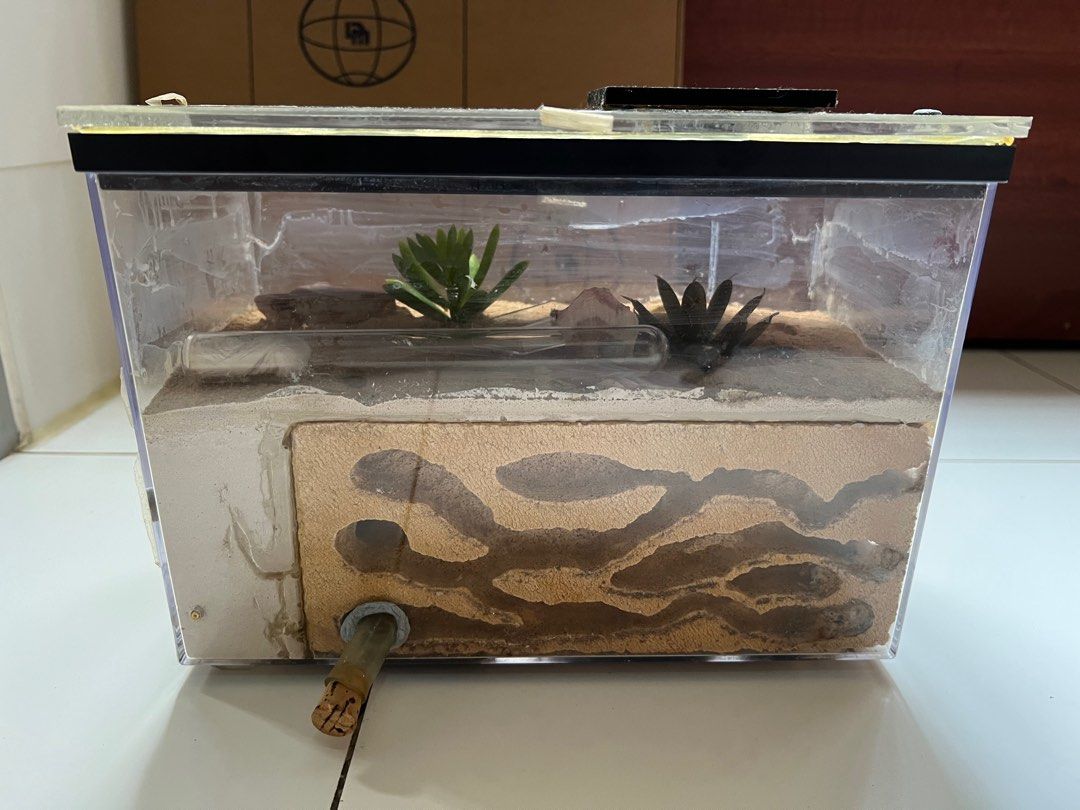 Ant farm enclosure ( artificial ), Pet Supplies, Homes & Other Pet ...