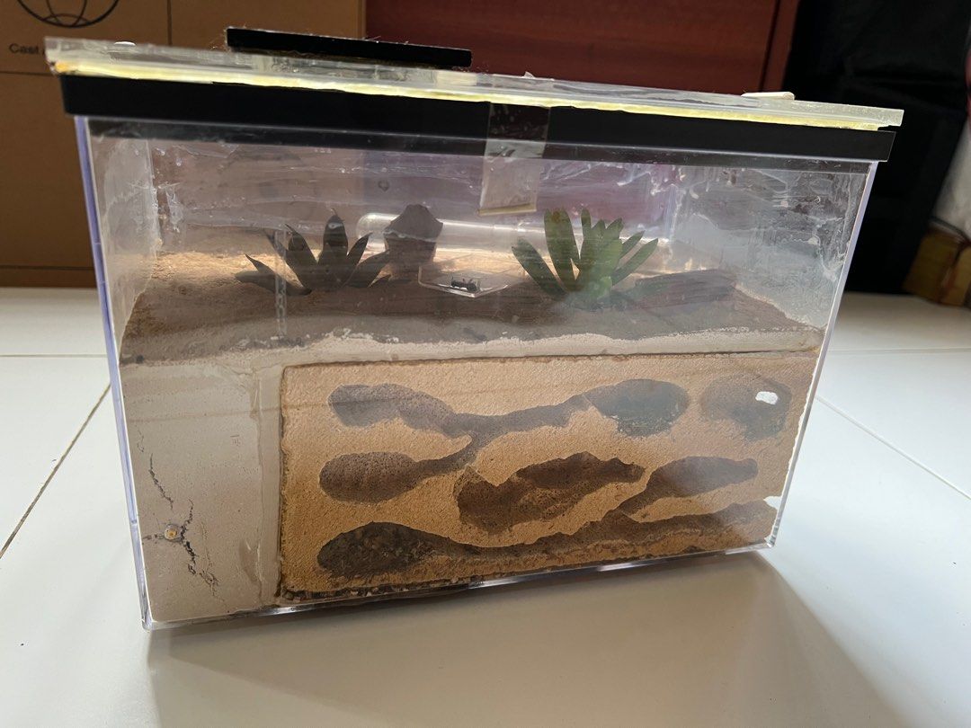 Ant farm enclosure ( artificial ), Pet Supplies, Homes & Other Pet ...