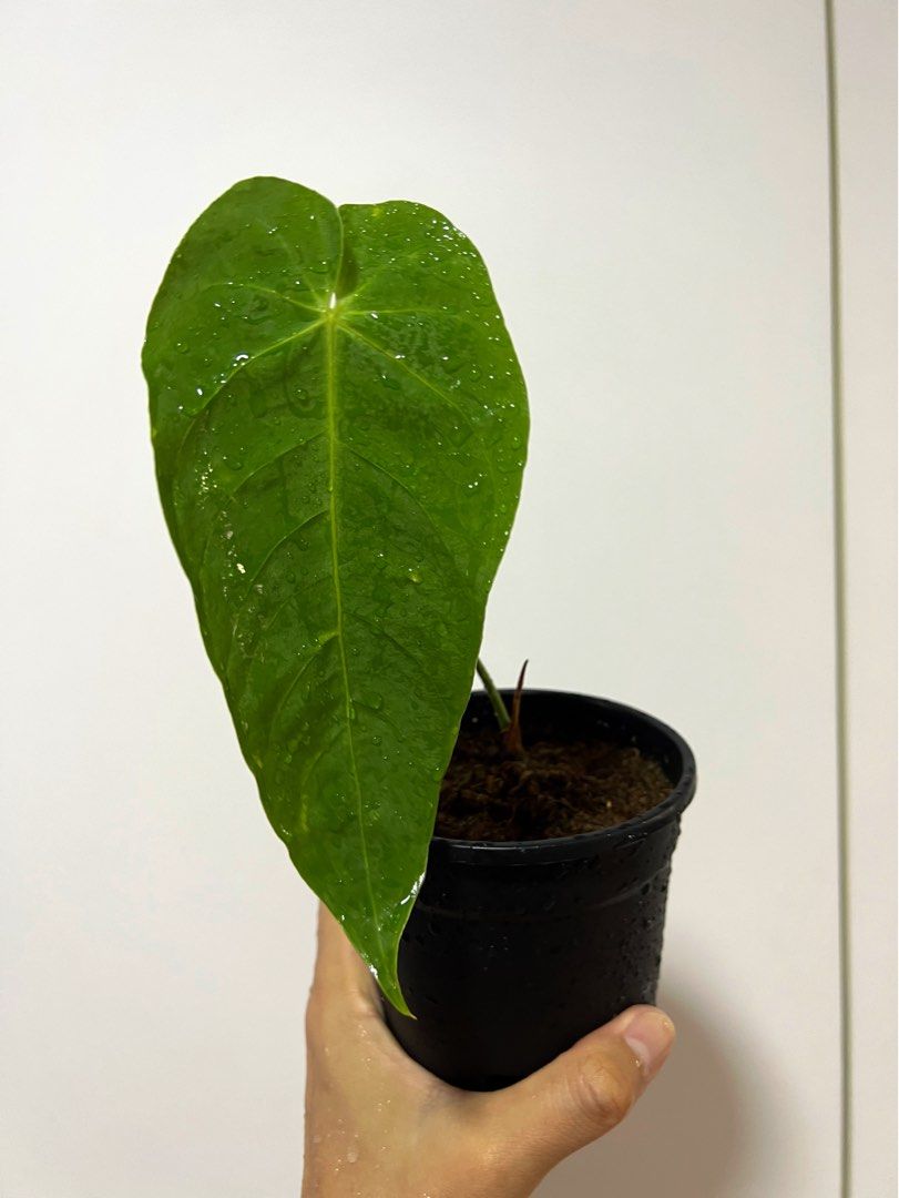 anthurium queremalense, Furniture & Home Living, Gardening, Plants ...