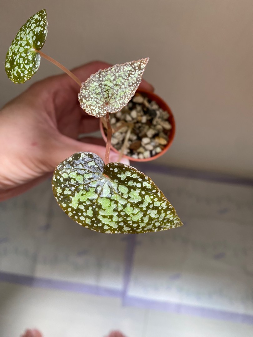 Begonia Integrifolia Galaxy, Furniture & Home Living, Gardening, Plants ...