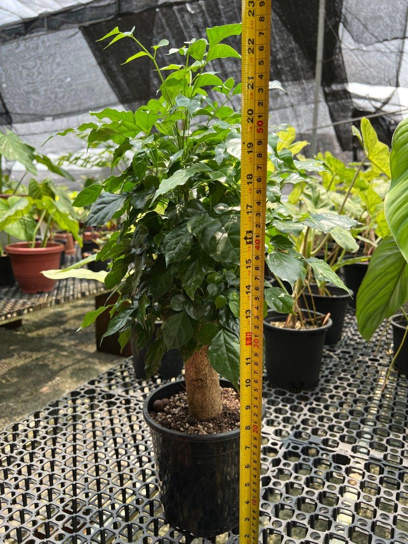 Golden Jasmine Mini Tree (radermachera hainanensis), Furniture & Home ...