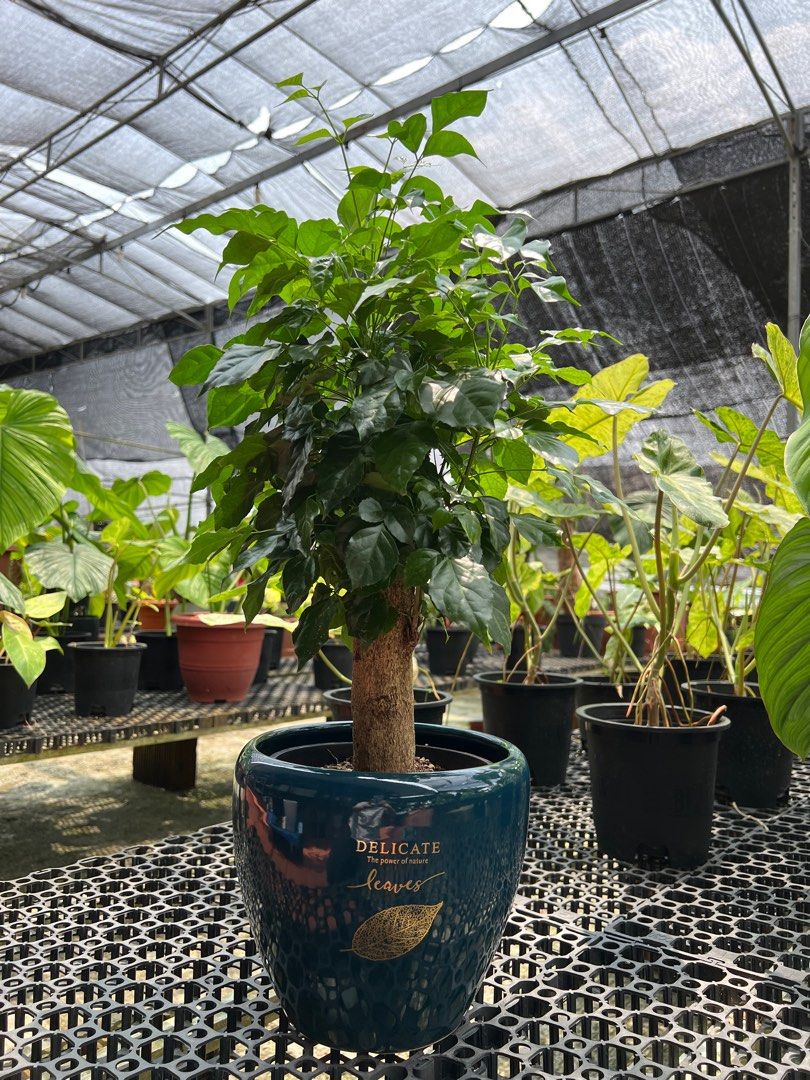 Golden Jasmine Mini Tree (radermachera hainanensis), Furniture & Home ...