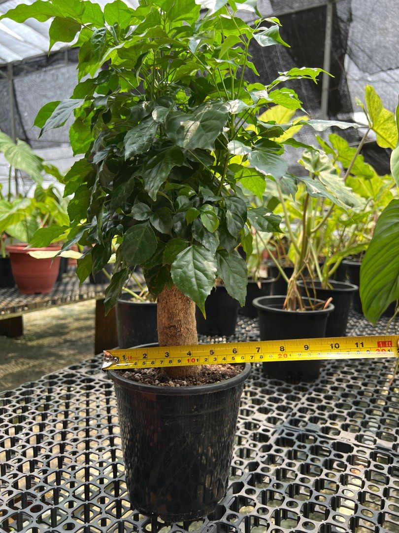 Golden Jasmine Mini Tree (radermachera hainanensis), Furniture & Home ...