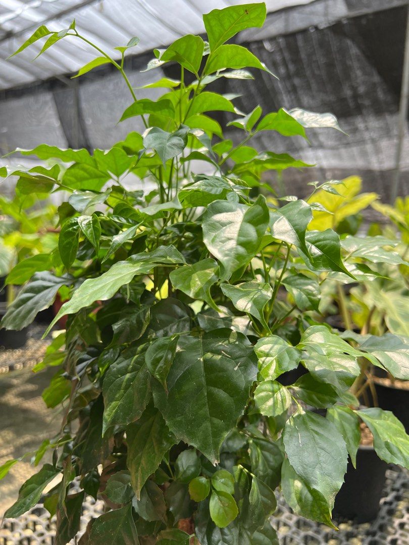 Golden Jasmine Mini Tree (radermachera hainanensis), Furniture & Home ...