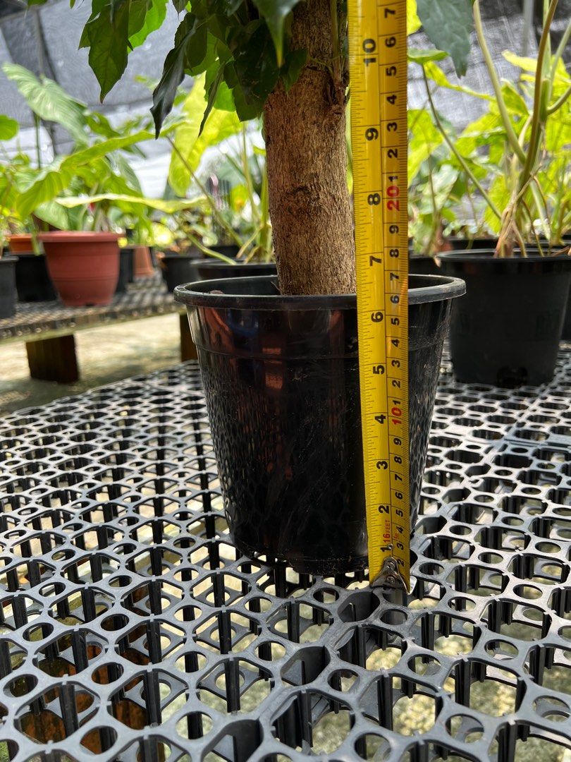 Golden Jasmine Mini Tree (radermachera hainanensis), Furniture & Home ...