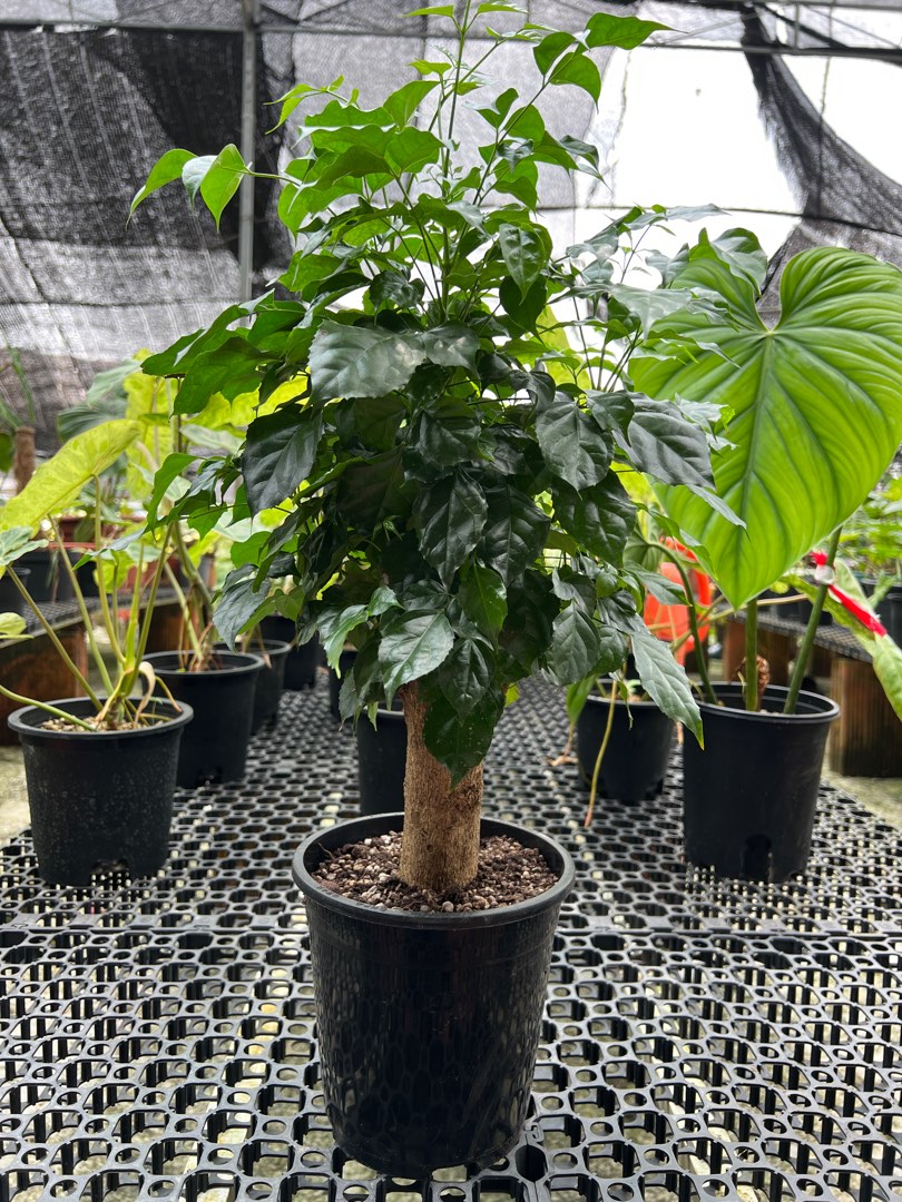 Golden Jasmine Mini Tree (radermachera hainanensis), Furniture & Home ...