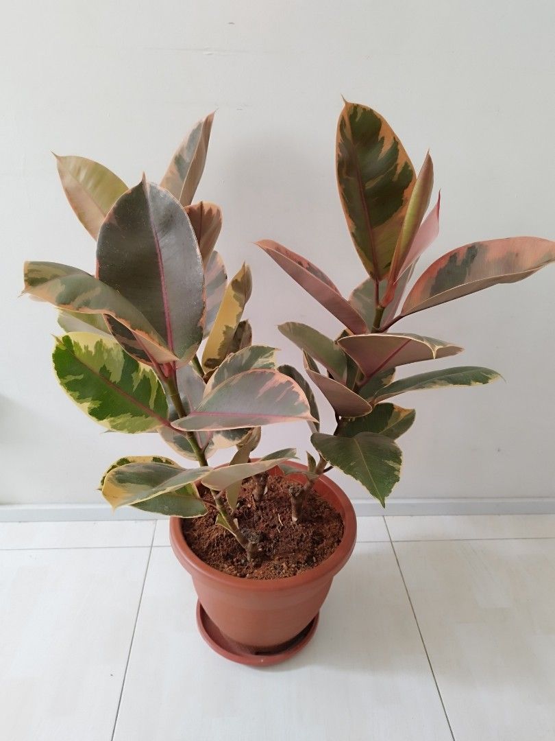 Healthy Ficus Elastica Tricolor Rubber Fig Plant, Furniture & Home ...