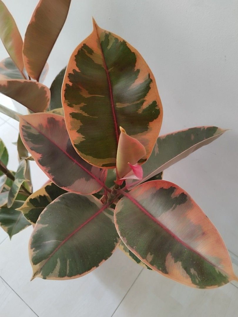 Healthy Ficus Elastica Tricolor Rubber Fig Plant, Furniture & Home ...