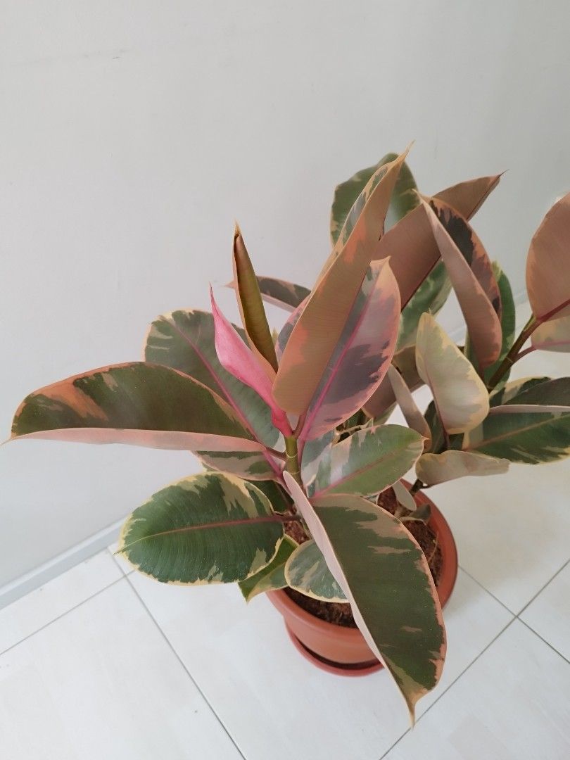 Healthy Ficus Elastica Tricolor Rubber Fig Plant, Furniture & Home ...