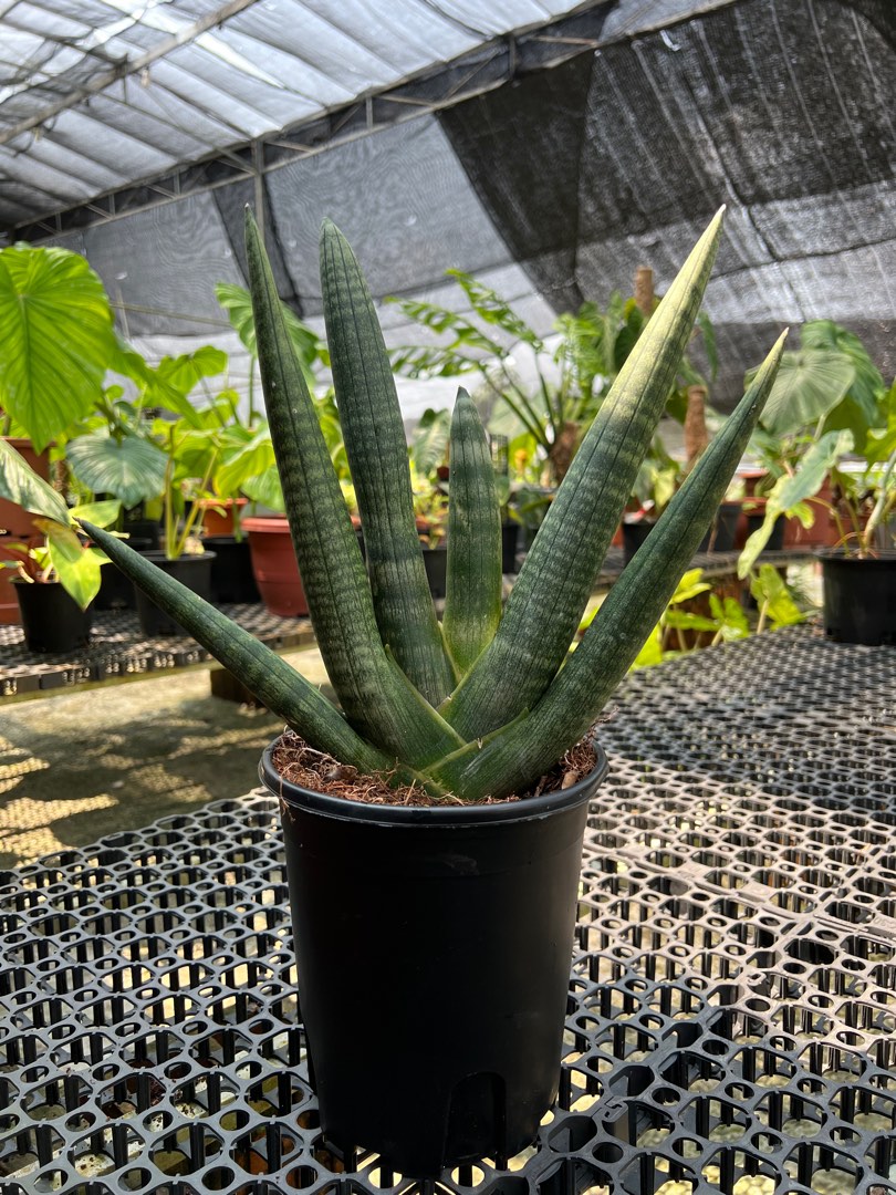 Sansevieria Cylindrica Boncel, Furniture & Home Living, Gardening ...
