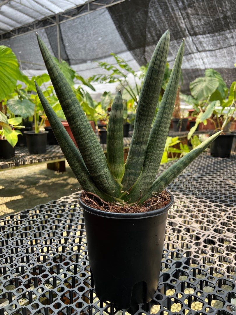 Sansevieria Cylindrica Boncel, Furniture & Home Living, Gardening ...