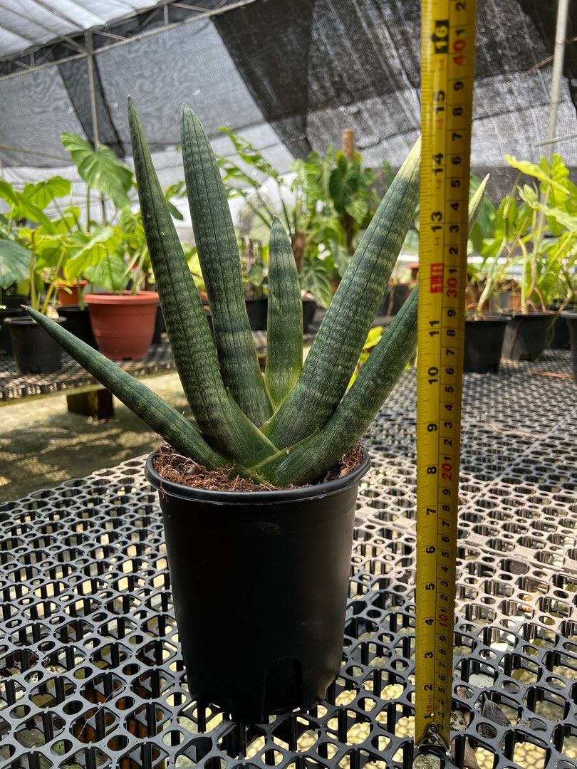 Sansevieria Cylindrica Boncel, Furniture & Home Living, Gardening ...