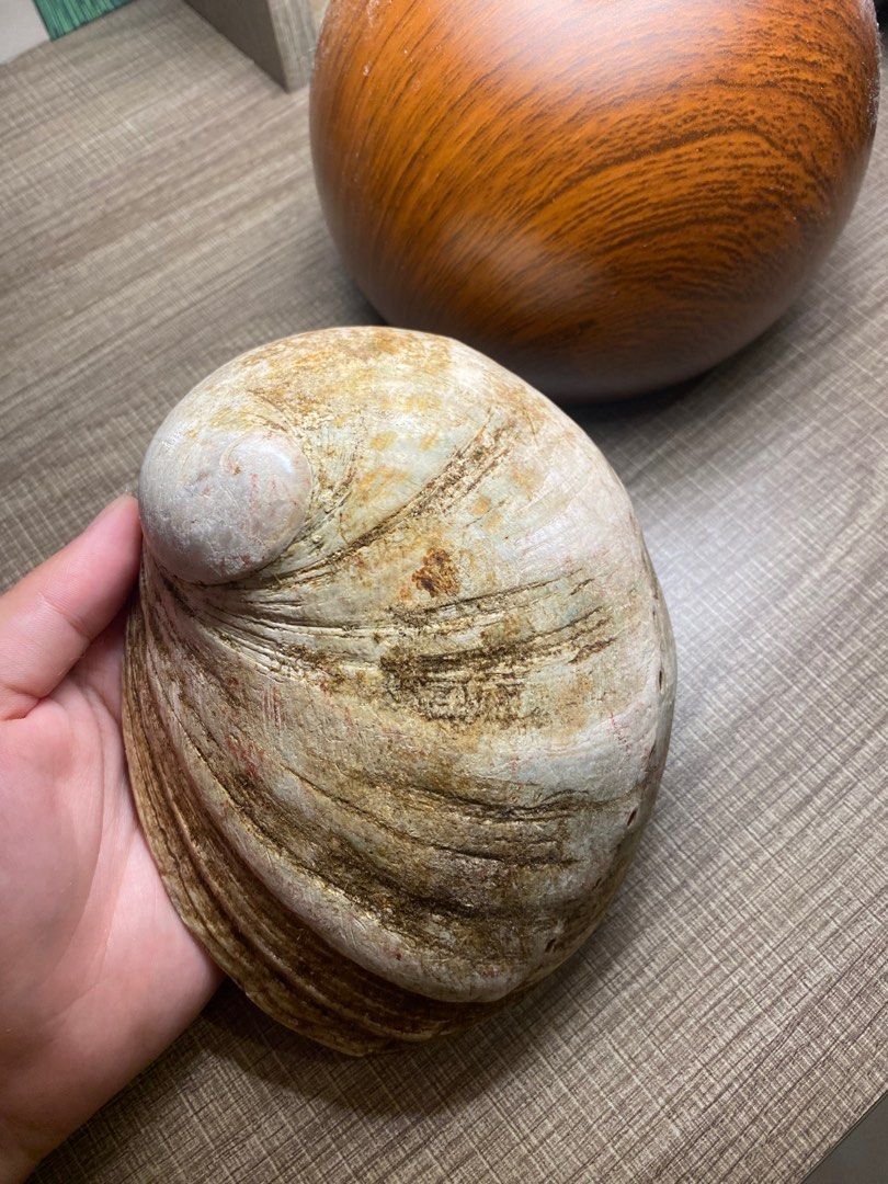 Shiny Shell Key / Jewellery / Ash Holder, Women's Fashion, Jewelry ...