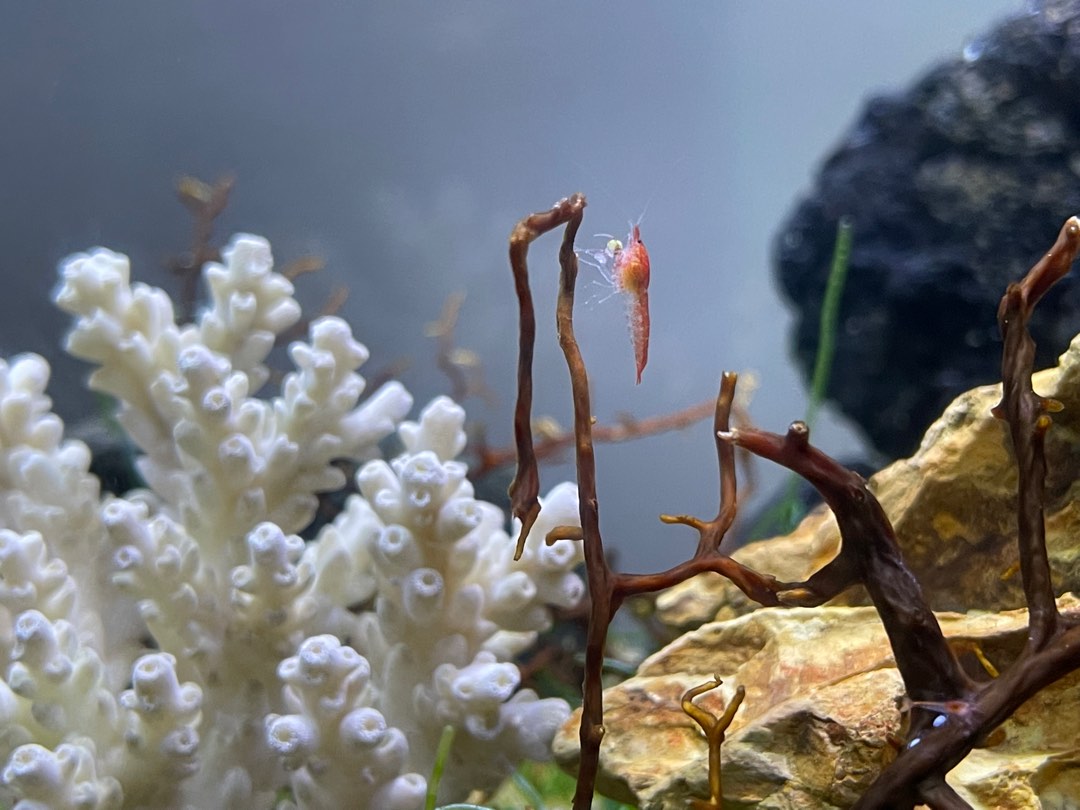 Wonder ecosphere shrimp , Pet Supplies, Pet Food on Carousell