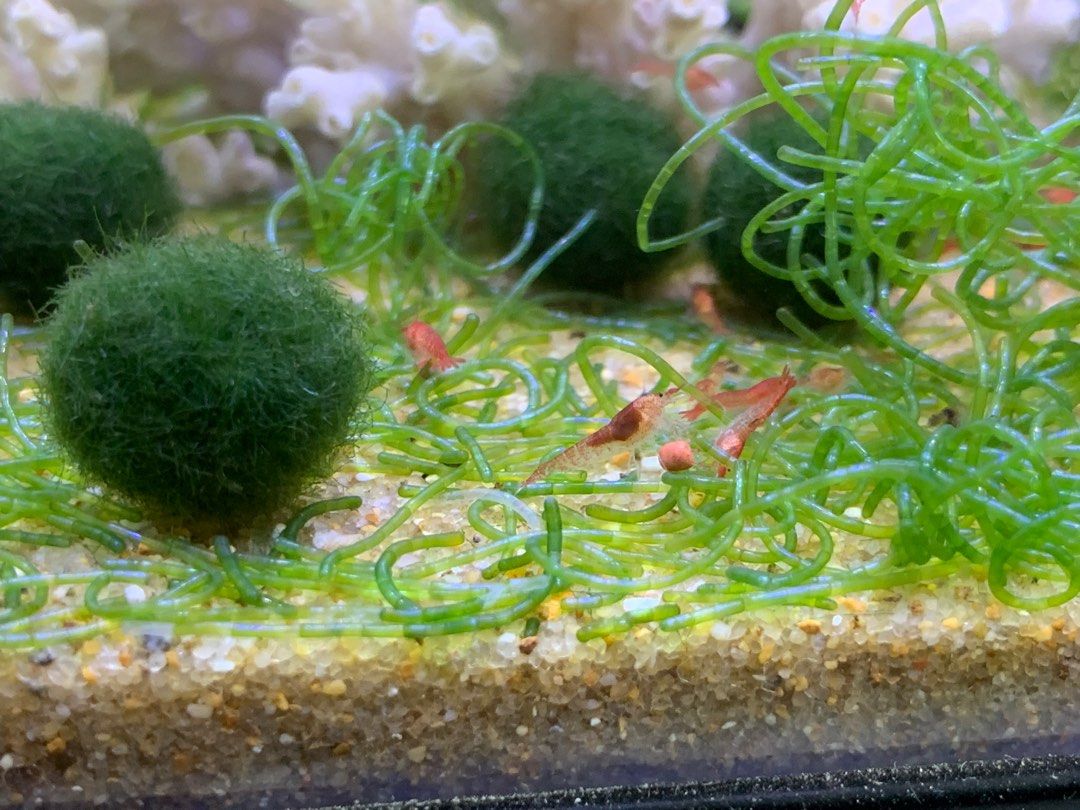 Wonder ecosphere shrimp , Pet Supplies, Pet Food on Carousell