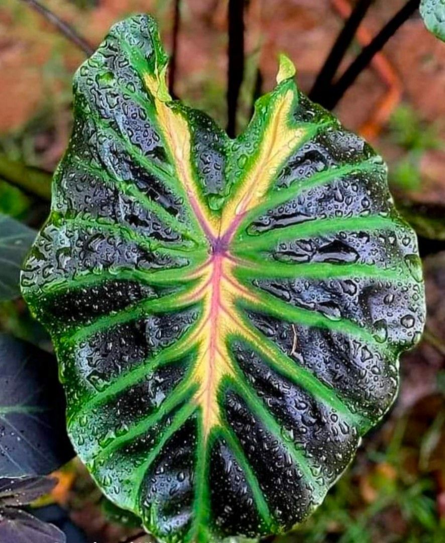 Colocasia Tossakan, Furniture & Home Living, Gardening, Plants & Seeds ...
