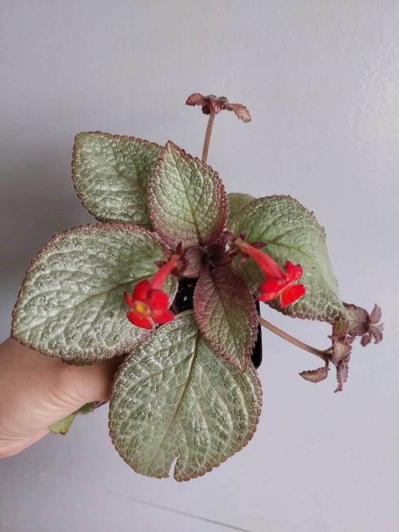 Episcia pink silver skies, Furniture & Home Living, Gardening, Plants ...