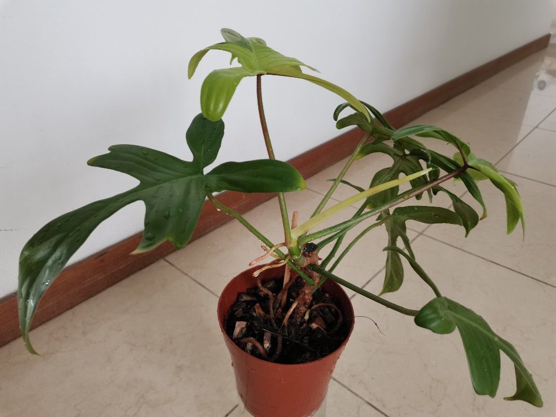 Florida Ghost Variegated, Furniture & Home Living, Gardening, Plants ...